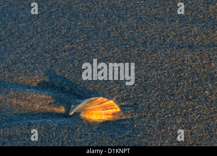 Sunset Clam shell Stock Photo - Alamy