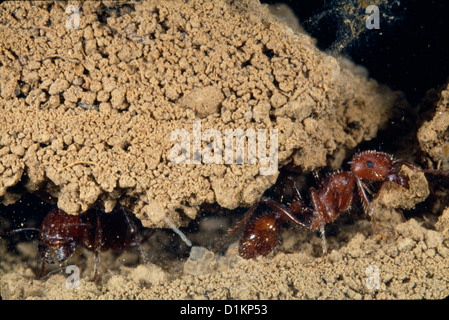 Cross-section of a harvester ant colony Stock Photo: 24075481 - Alamy