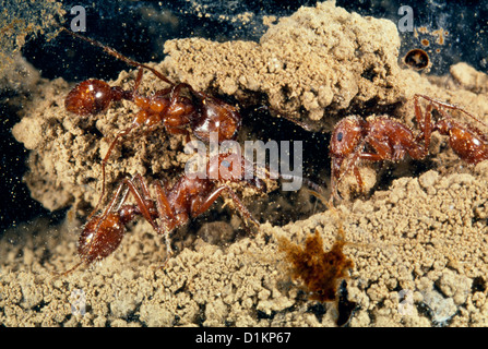 Cross-section of a harvester ant colony Stock Photo: 24075481 - Alamy