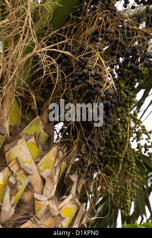 Palm Tree Berries Stock Photo: 9632782 - Alamy