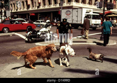 Chance, Shadow & Sassy Film Homeward Bound Ii: Lost In San Francisco ...