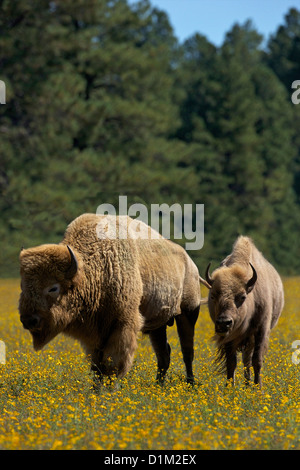 White bison or buffalo, Bearizona Wildlife Park, Williams, Arizona, USA ...