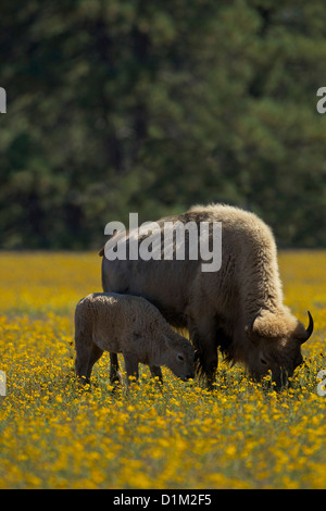 White bison or buffalo, Bearizona Wildlife Park, Williams, Arizona, USA ...