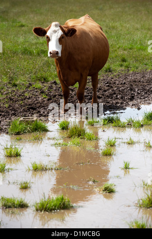 Beef cow in muddy puddle on pasture, causing poaching and soil damage ...
