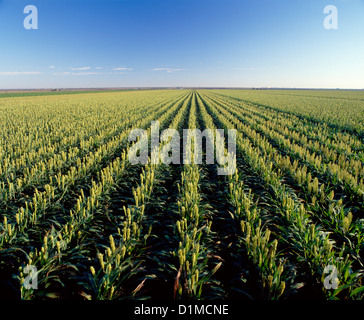 Milo is a grain sorghum plant grown in Queensland, Australia Sorghum is the world's fifth-most ...