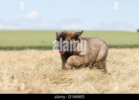 Dog Leonberger / puppy running in a field Stock Photo - Alamy
