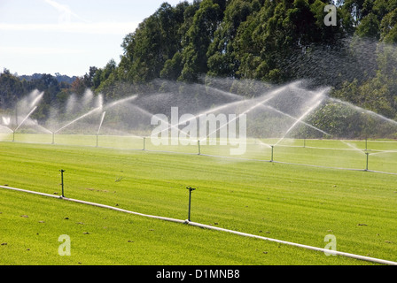 Irrigation on a turf farm near Windsor, New South Wales, Australia ...