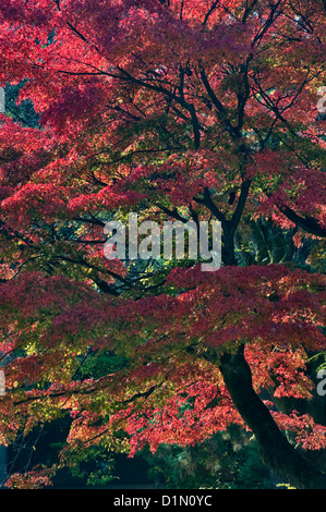 Fall foliage Japanese maple tree in blazing red color & traditional ...