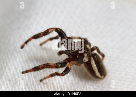 Jumping Spider (Eris militaris Stock Photo - Alamy