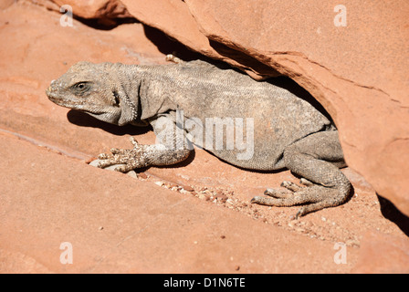 Chuckwalla, Grand Canyon, Arizona Stock Photo - Alamy