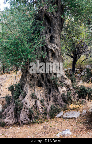olive tree trunk Stock Photo - Alamy