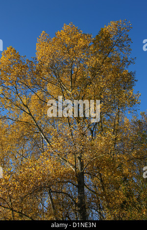 Autumn leaf of Black poplar or Populus nigra tree with black fungal ...