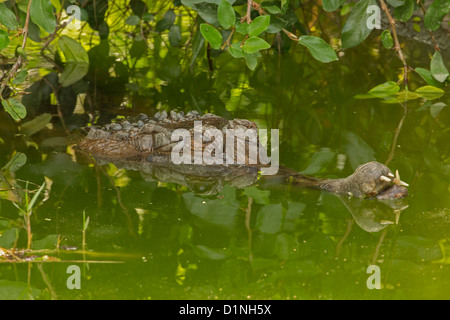False gharial (Tomistoma schlegelii), captive, Germany Stock Photo - Alamy