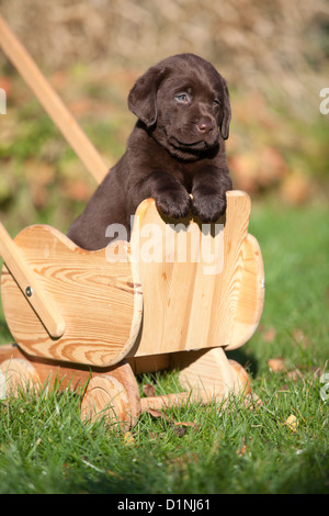 Labrador Retriever Baby Stock Photo - Alamy