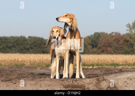 Dog Saluki / Persian Greyhound two puppies running in a meadow Stock ...