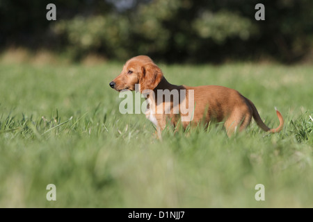 Saluki dog standing in profile view with black and tan coat on black ...