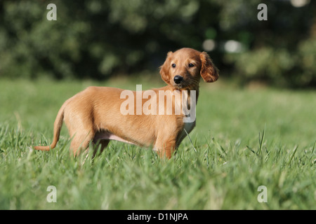 Saluki dog standing in profile view with black and tan coat on black ...