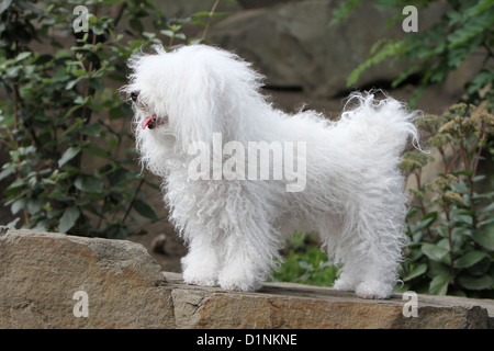 Dog Bolognese / Bichon Bolonais adult and puppy sitting on the grass ...