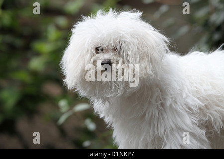 Dog Bolognese / Bichon Bolonais young sitting profile Stock Photo - Alamy
