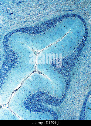 Cerebellum tissue, light micrograph Stock Photo - Alamy