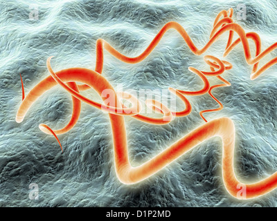 Syphilis bacteria, artwork Stock Photo - Alamy