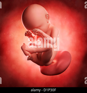 Foetus at 38 weeks, artwork Stock Photo - Alamy
