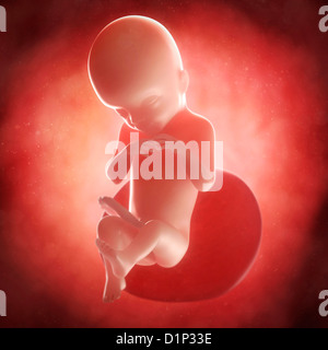 Foetus at 20 weeks, artwork Stock Photo - Alamy