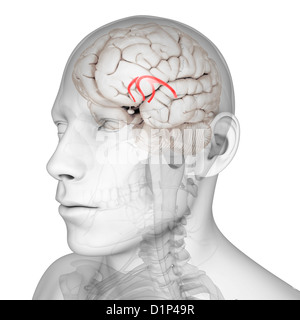Fornix of the brain, artwork Stock Photo - Alamy