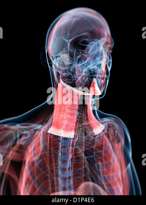 Human neck muscles, illustration Stock Photo - Alamy