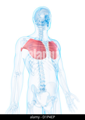 Chest muscles, artwork Stock Photo - Alamy