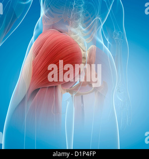 Human buttock muscles, illustration Stock Photo: 118698618 - Alamy
