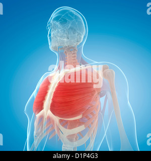 Chest muscles, artwork Stock Photo - Alamy
