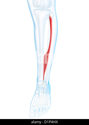 Illustration of the extensor digitorum longus muscle Stock Photo - Alamy