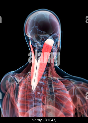 Neck muscles, artwork Stock Photo - Alamy
