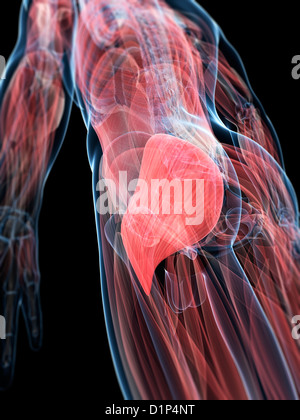 Illustration of the gluteus maximus muscles Stock Photo - Alamy