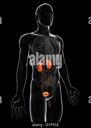 Human urinary system, illustration Stock Photo - Alamy