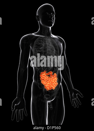Healthy small intestine computer artwork Stock Photo - Alamy