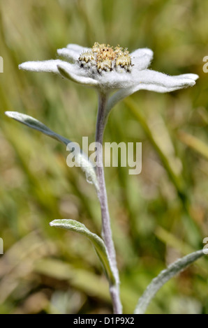 Edelweiss Leontopodium alpinum mountain flower Flora plant plants ...