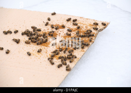 Pile of dead Western honey bees (Apis mellifera) on mite counting board ...