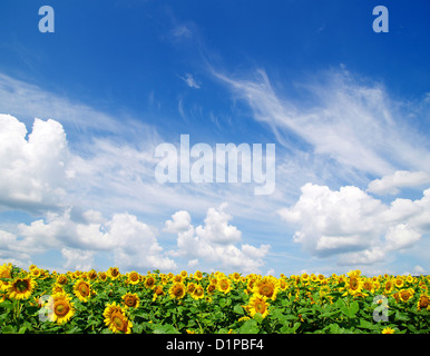 Yellow sunflower over blue cloudy sky background, copy space Stock ...