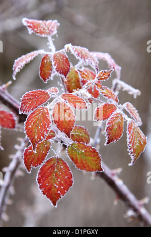 Bramble, blackberry leaves with frost Stock Photo - Alamy