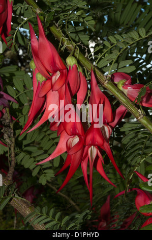 From the Kakabeak Clianthus maximus flowering in Boundary Stream Res ...