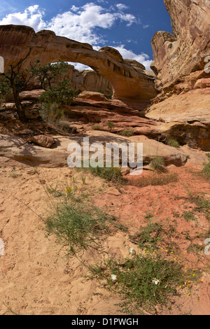 Hickman Bridge arch in Capitol Reef National Park in Utah Stock Photo ...