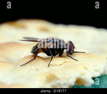 Magnified view of a housefly, Musca domestica, under a microscope Stock ...