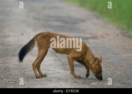 Dhole the enigmatic red wild dogs of India , as ferocious as their ...