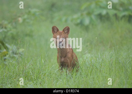 Dhole the enigmatic red wild dogs of India , as ferocious as their ...