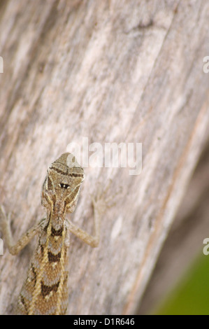 Small lizard in the Maldives Stock Photo - Alamy