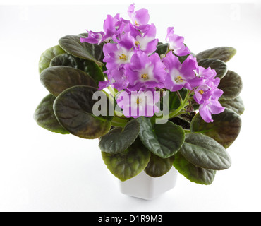 Beautiful violets home flowers in plastic pot. Isolated on a white ...