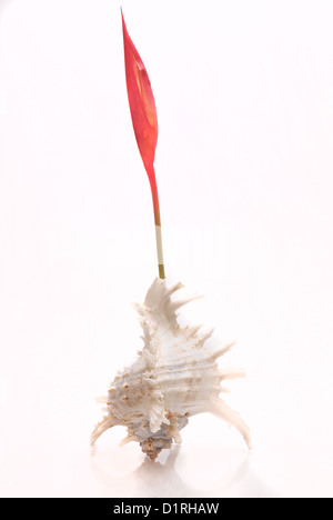 Red scallop seashell isolated on white background. Ocean, sea, beach ...