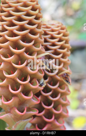 red and yellow Beehive ginger (Zingiber spectabile) flowers and stems ...